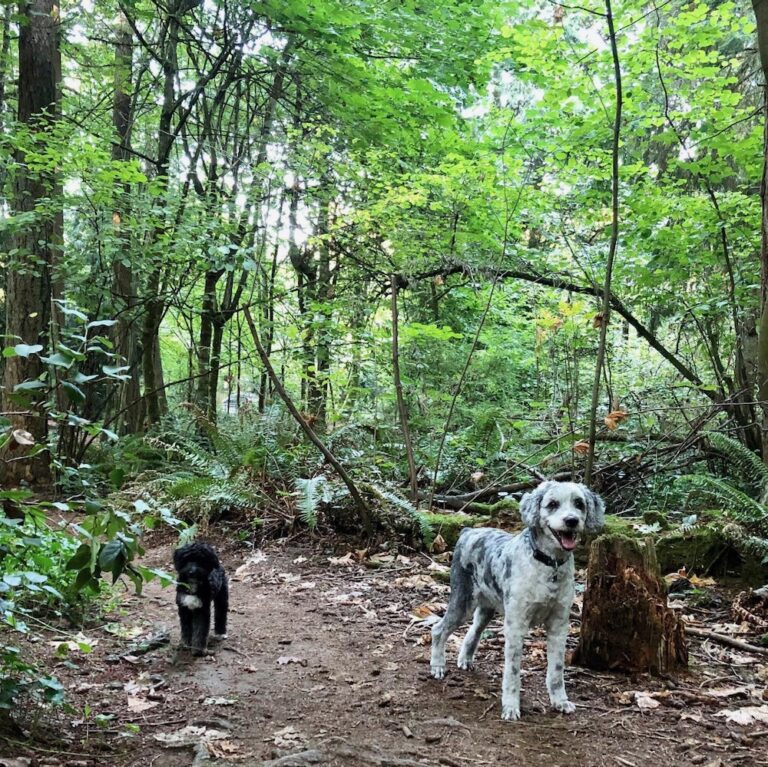 A Guide to Dog-Friendly Mercer Island - My Mercer Island My Mercer Island